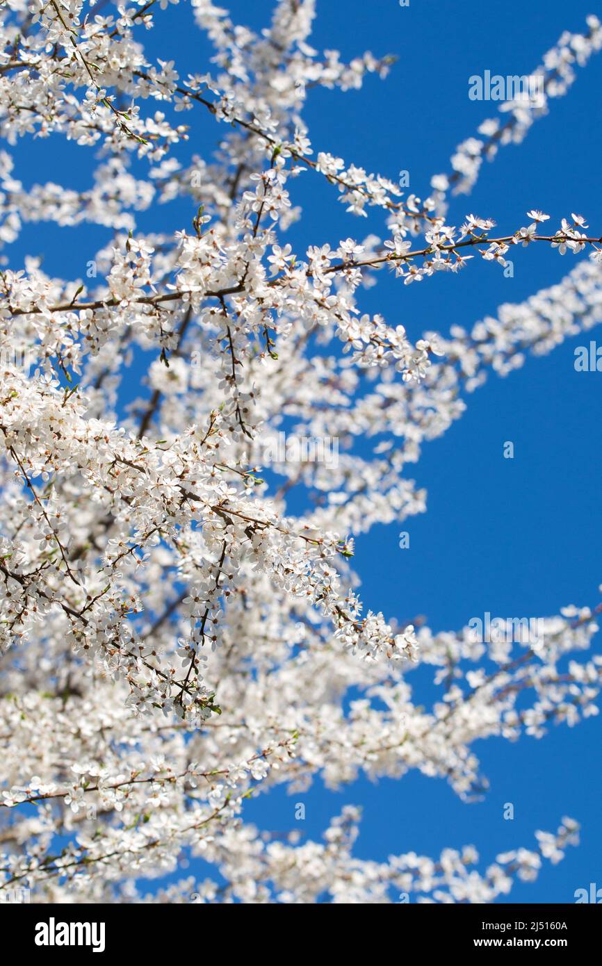 Flowering white plum tree hi-res stock photography and images - Alamy