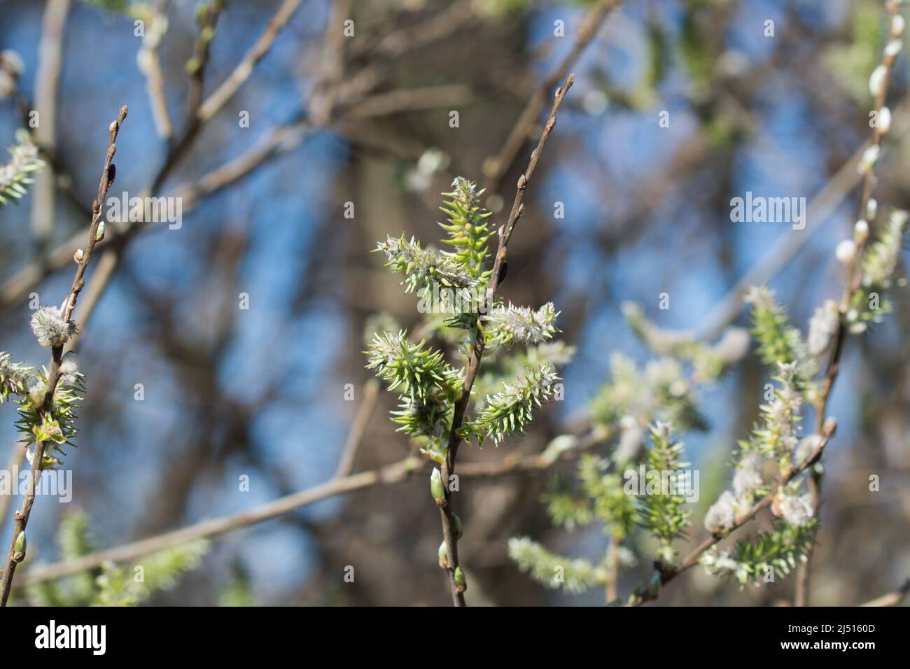 Goat willow tree hi-res stock photography and images - Alamy