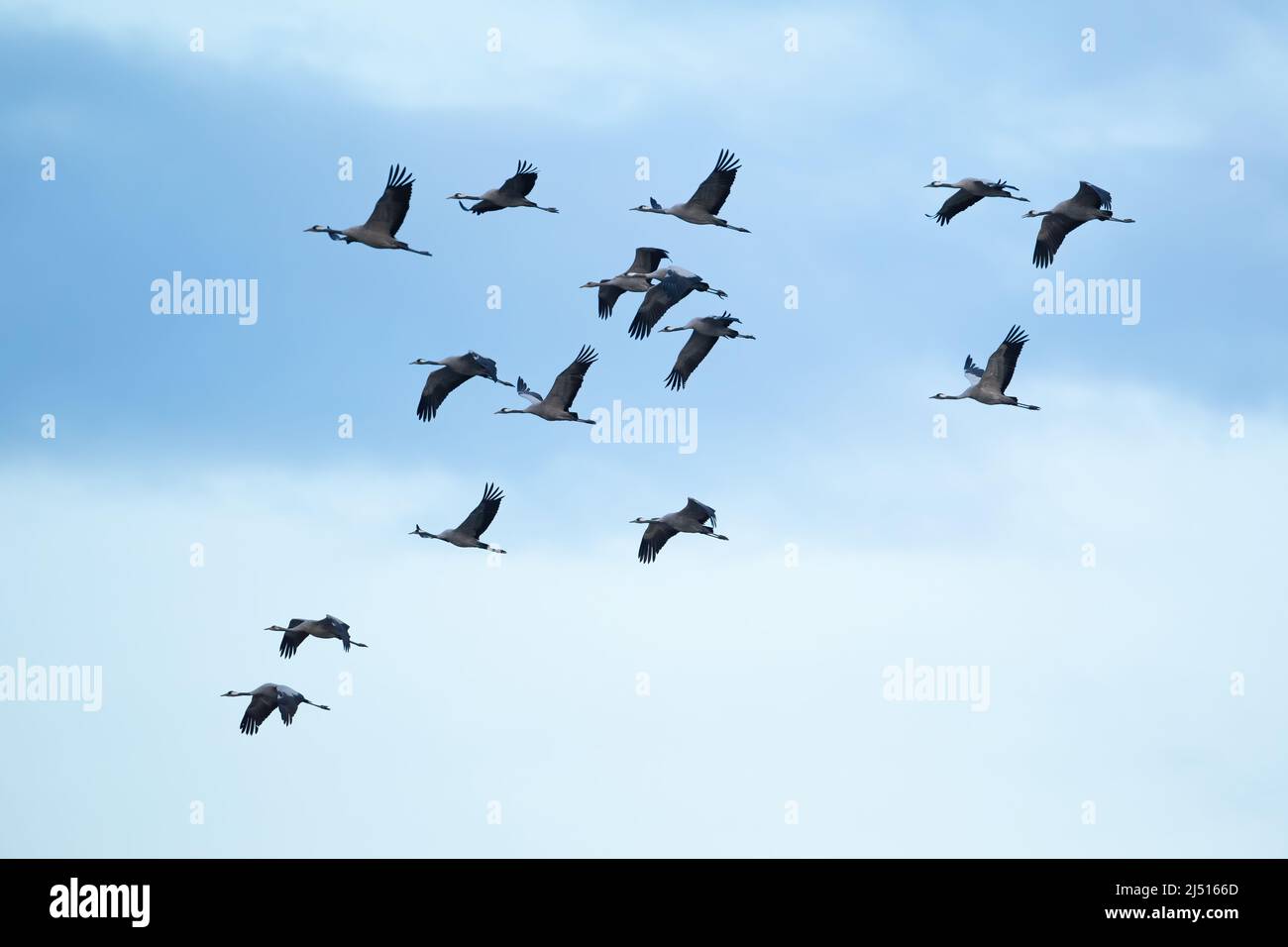 Common cranes in flight with blue sky and white clouds in background ...