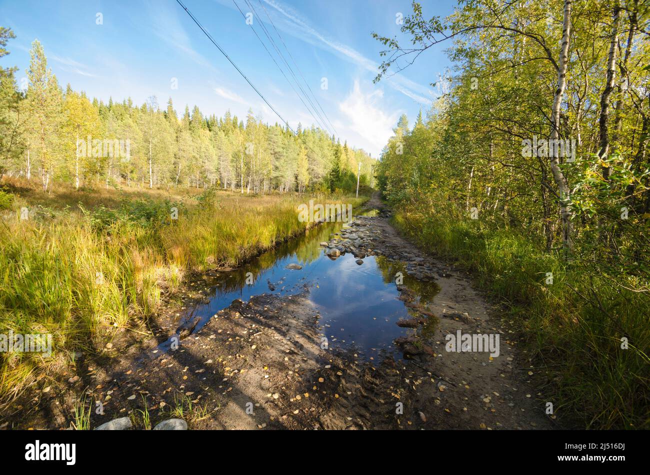 Path through the swamp. Forest Road Stock Photo - Alamy