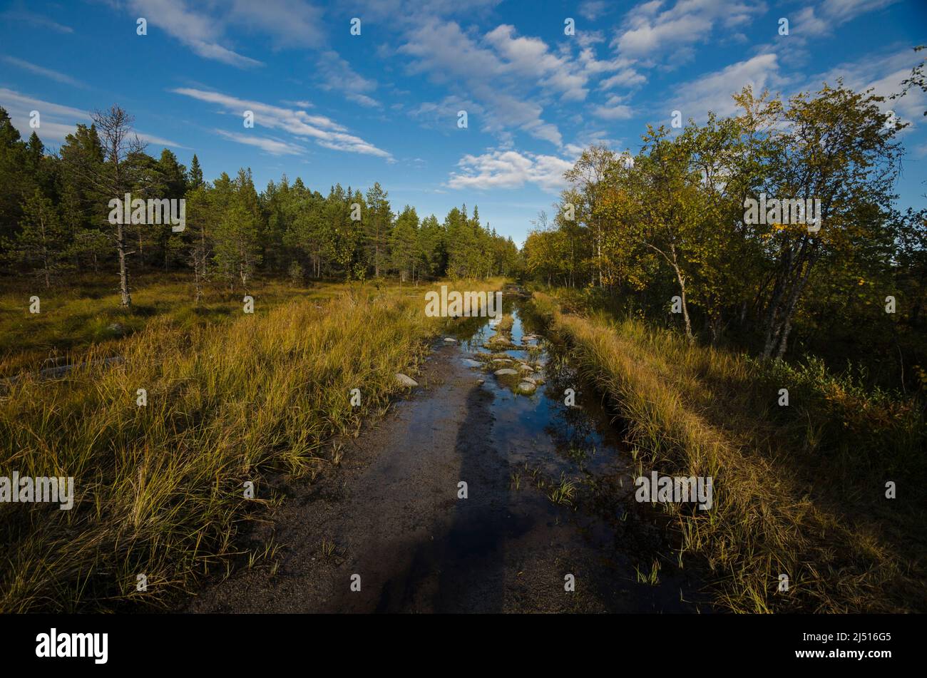 Path through the swamp. Forest Road Stock Photo - Alamy