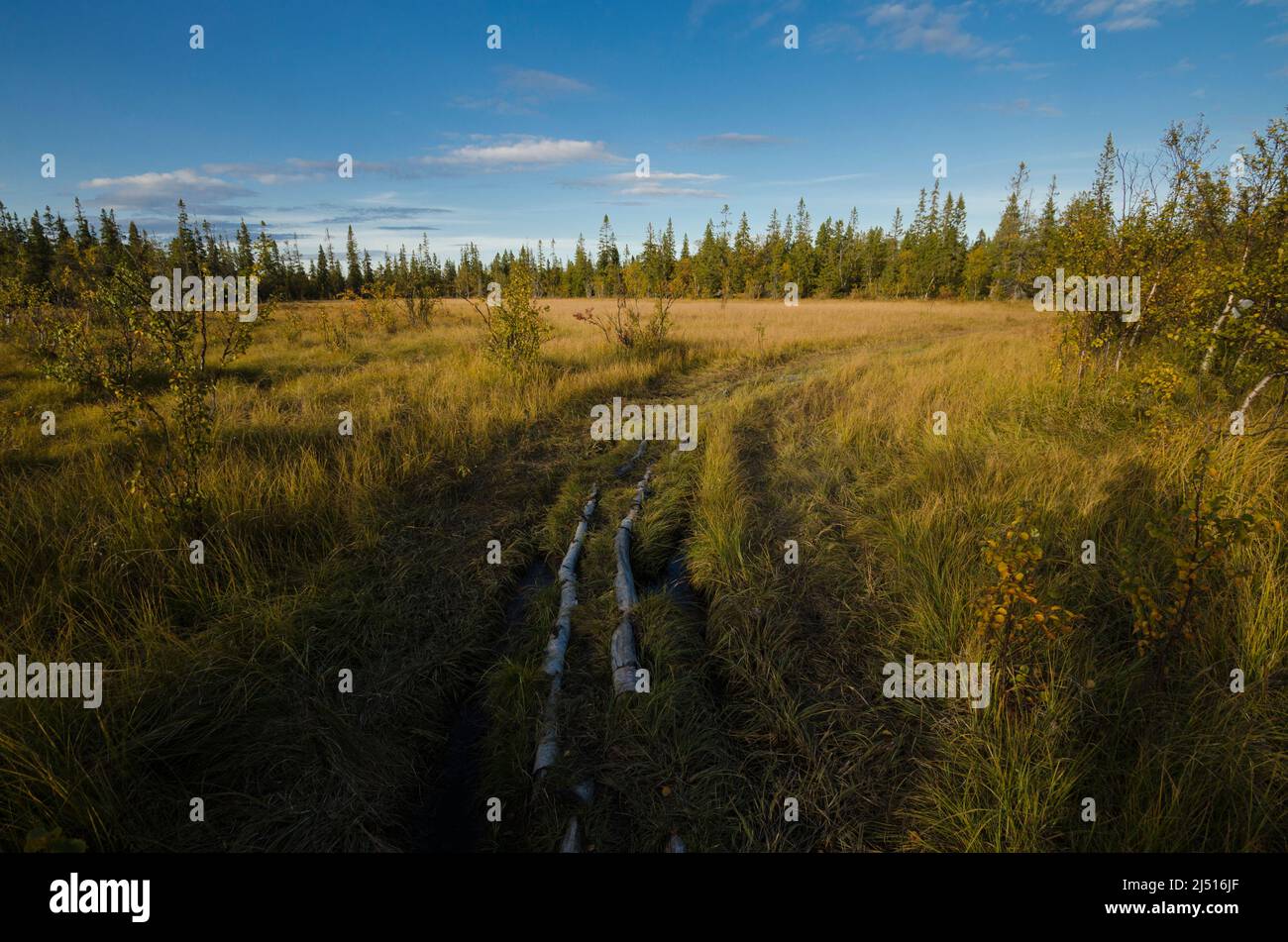 Road through swamp hi-res stock photography and images - Alamy