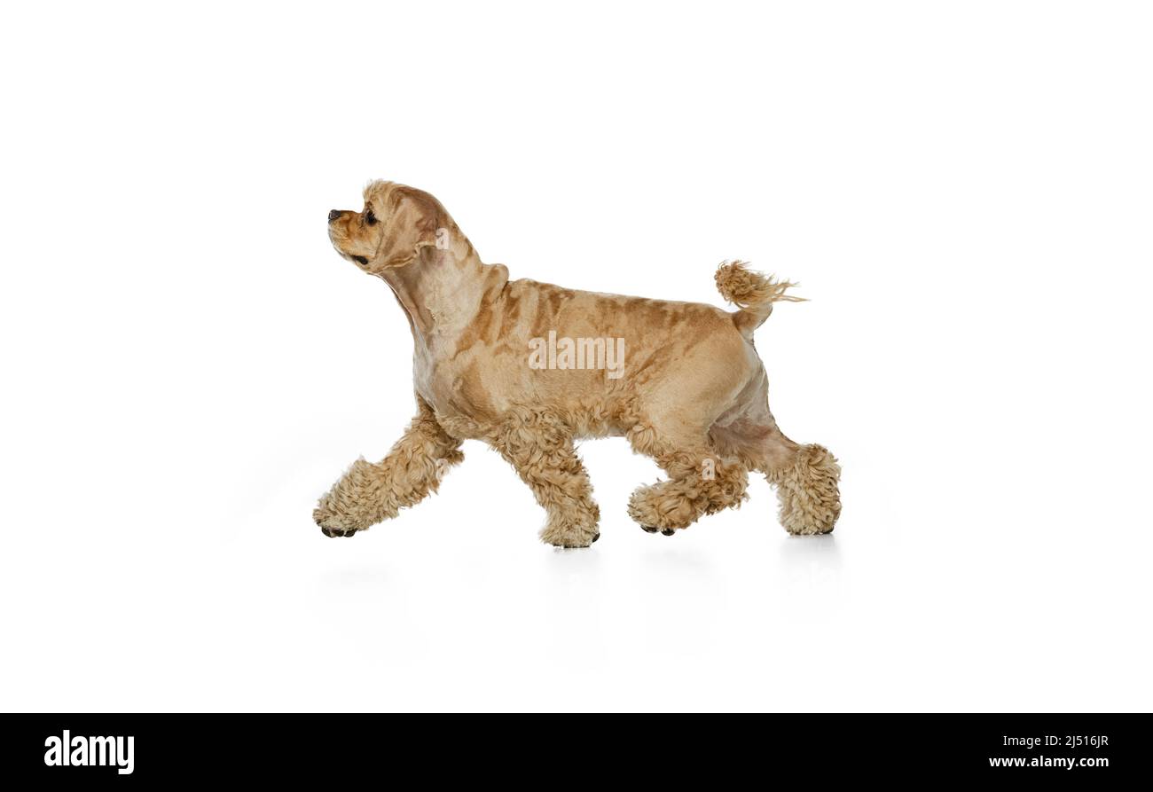 Full-length portrait of golden color purebred dog, Cocker Spaniel ...