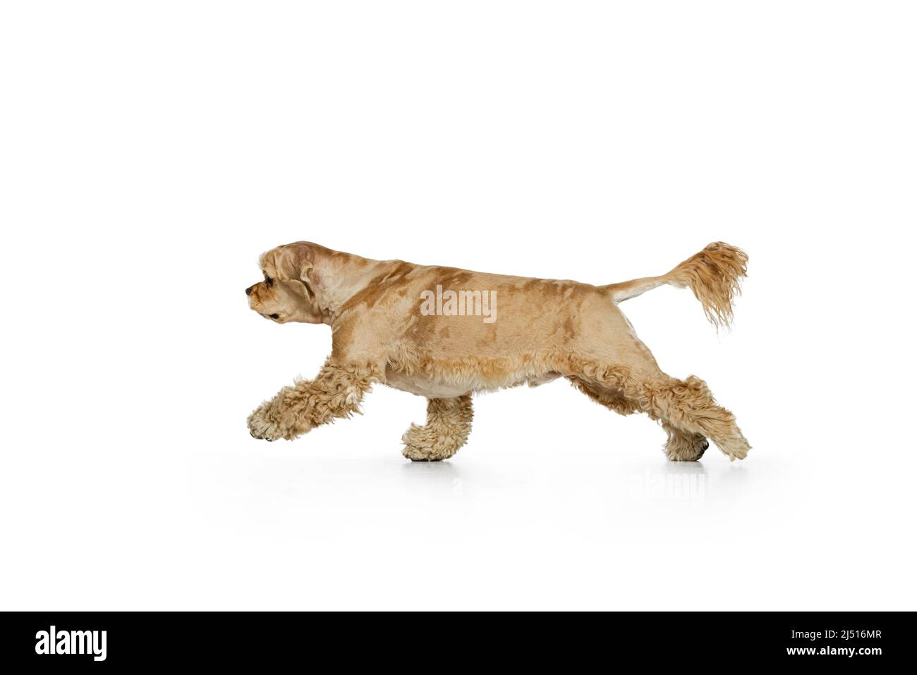 Full-length portrait of golden color purebred dog, Cocker Spaniel ...