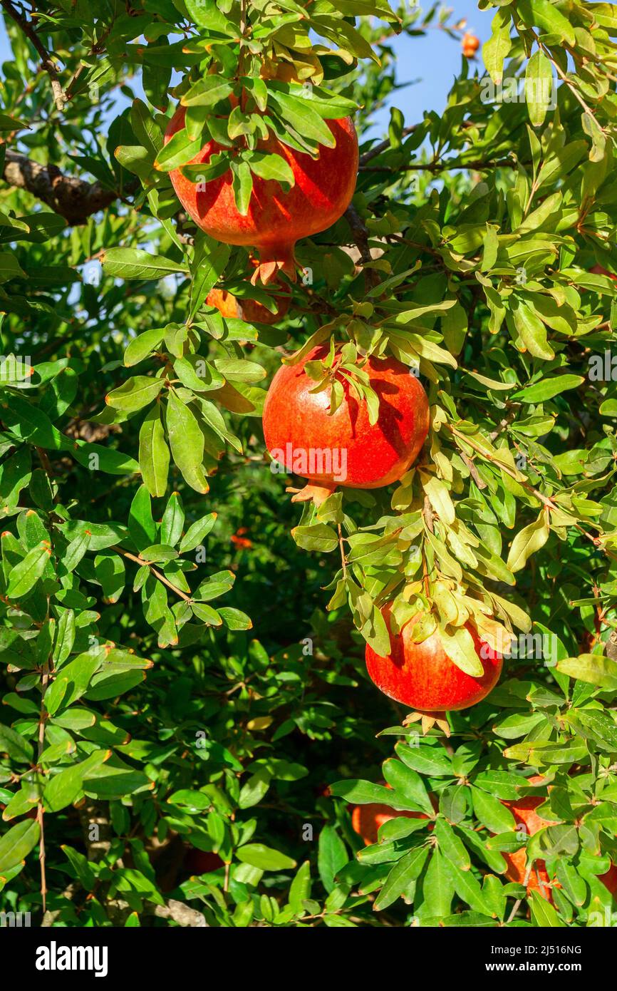 Hanging pomegranates hi-res stock photography and images - Alamy