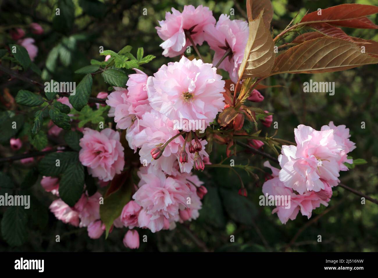 Charing heath road hi-res stock photography and images - Alamy