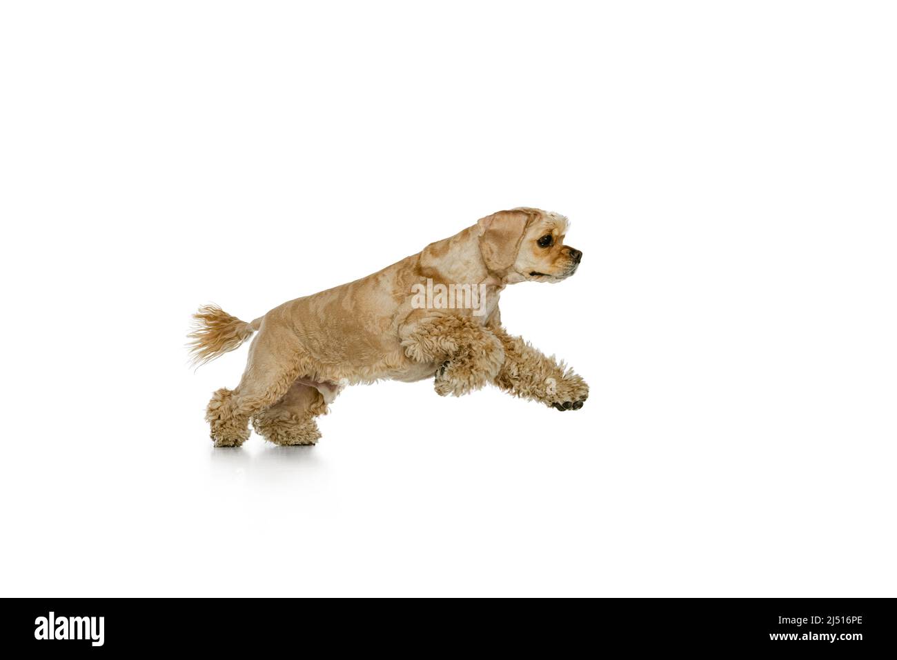 Full-length portrait of golden color purebred dog, Cocker Spaniel ...
