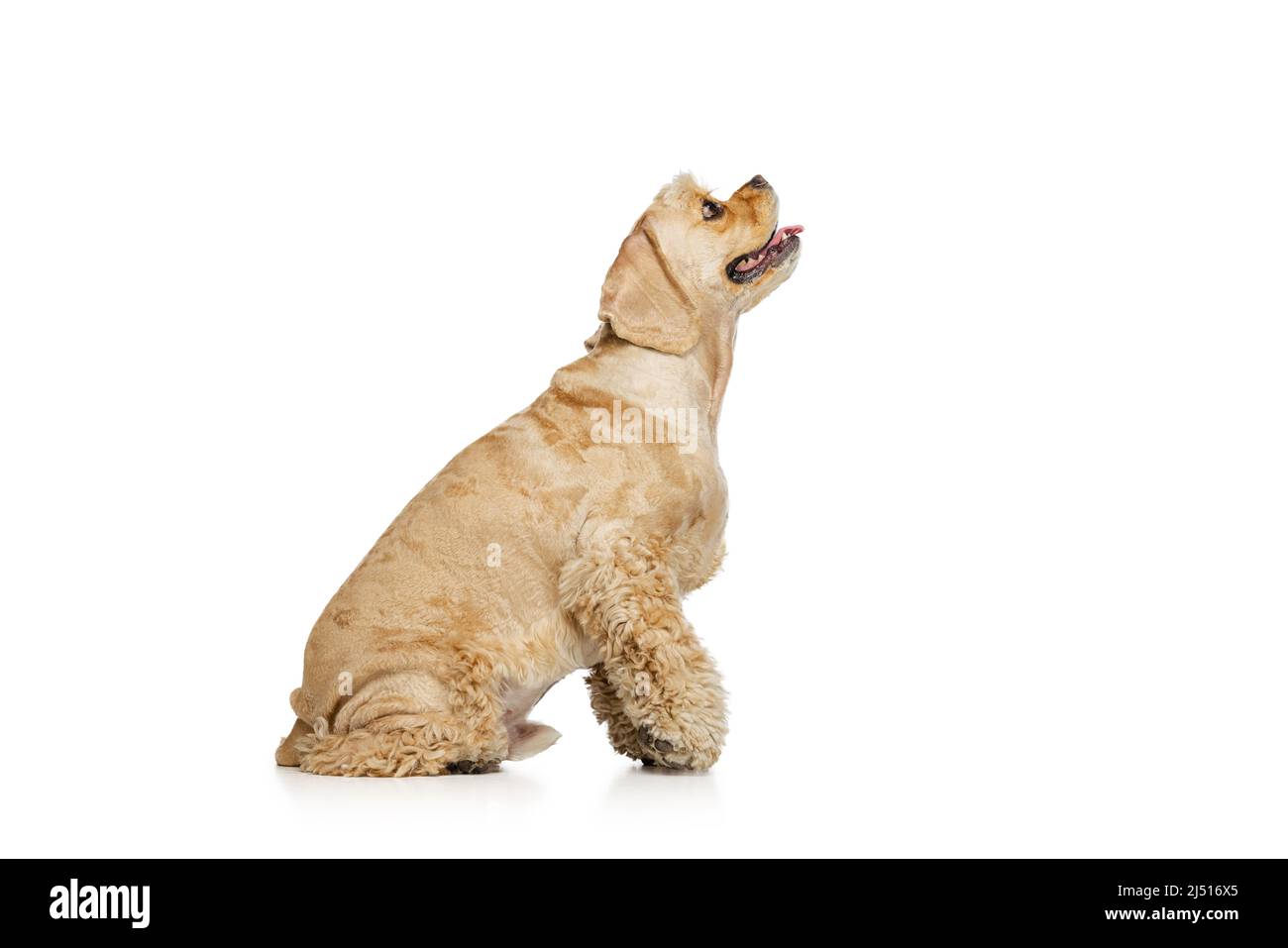 Side view. Portrait of golden color purebred dog, Cocker Spaniel ...