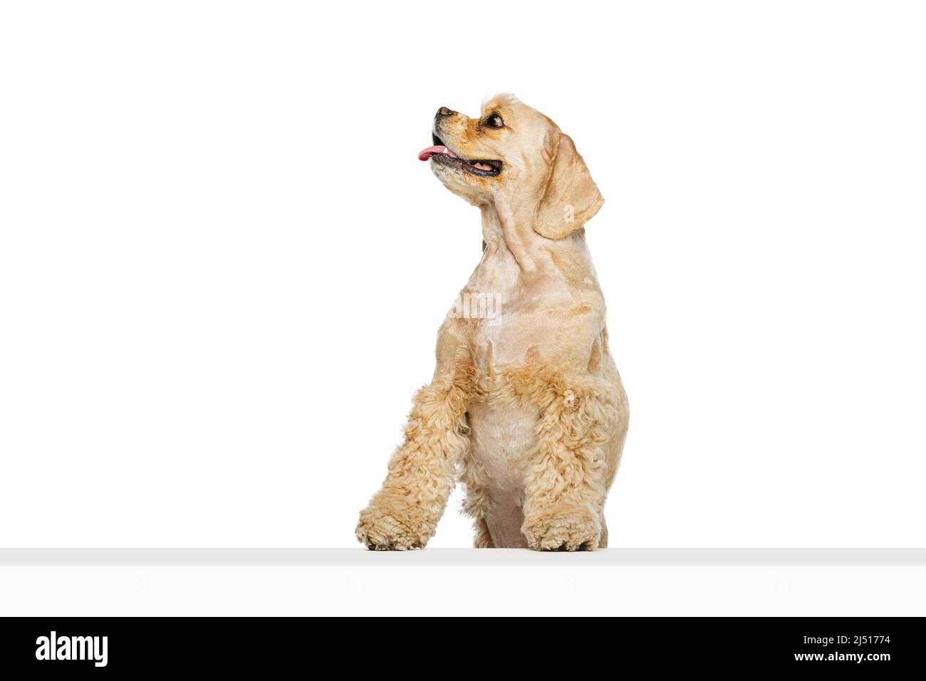 Funny Cocker Spaniel, purebred dog posing isolated on white studio ...