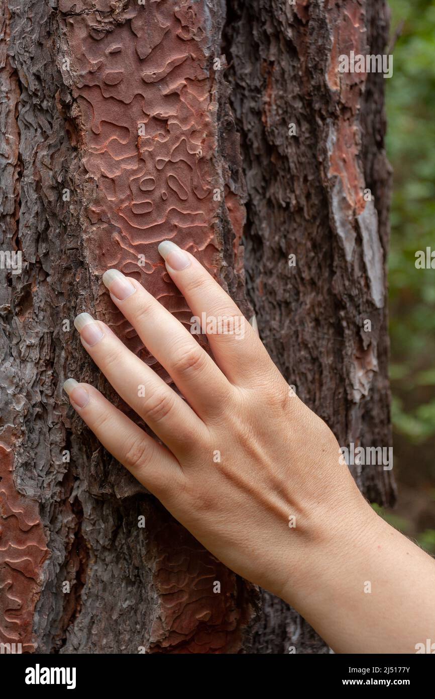 Hugging bark hi-res stock photography and images - Alamy