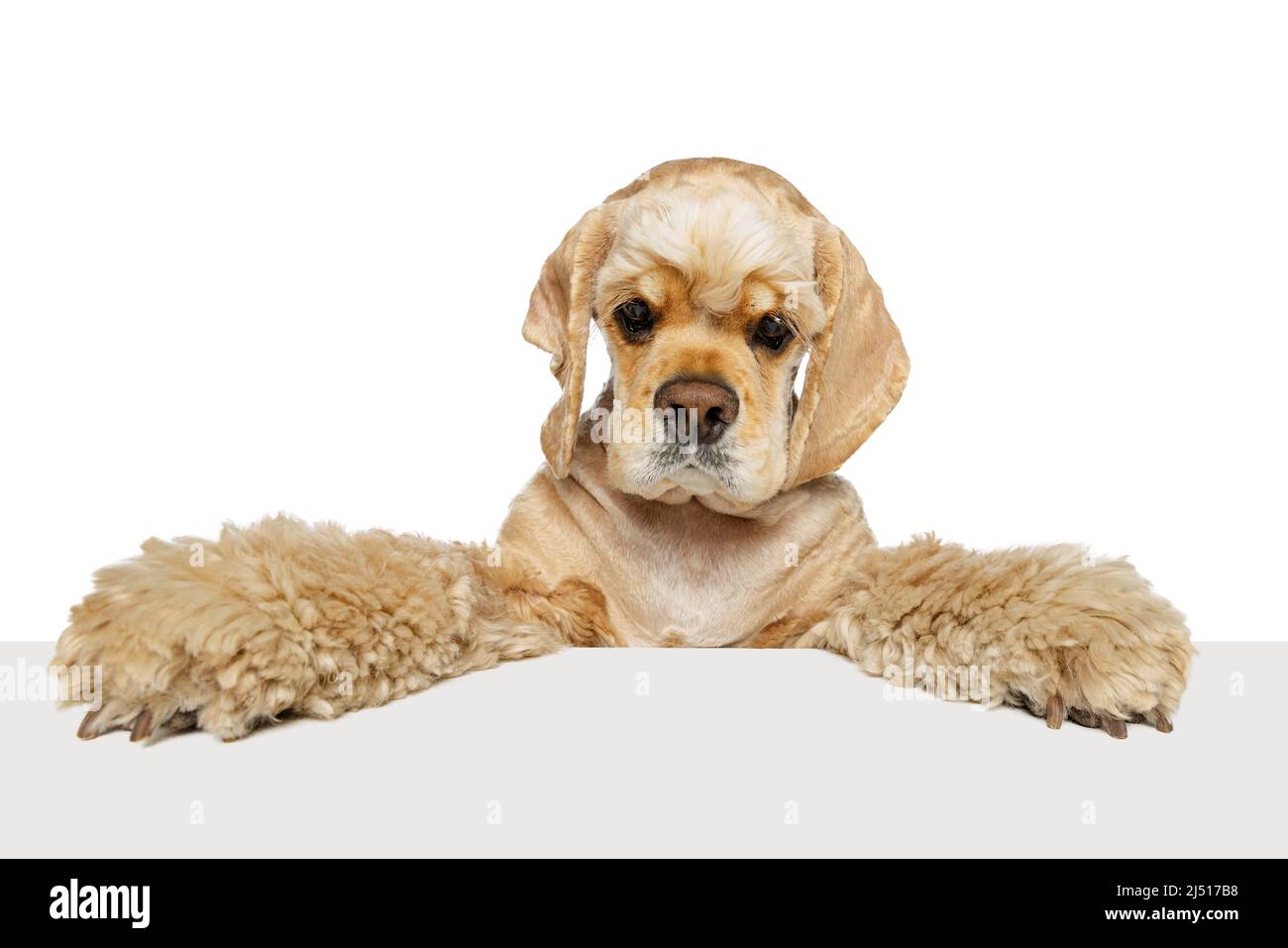 Close-up face of beautiful cute dog, Cocker Spaniel posing isolated on ...