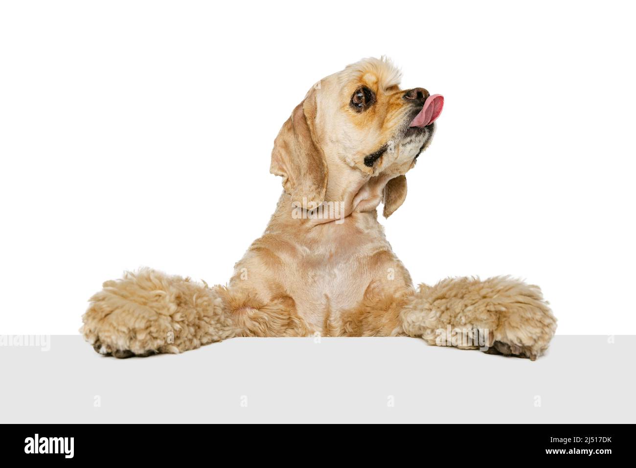 Close-up face of beautiful cute dog, Cocker Spaniel posing isolated on ...