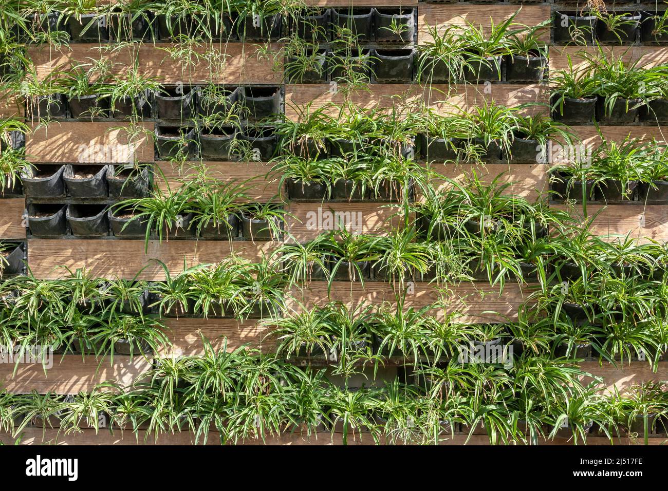 Wall with rows of pots with green plant leaves. Horizontal photo Stock ...