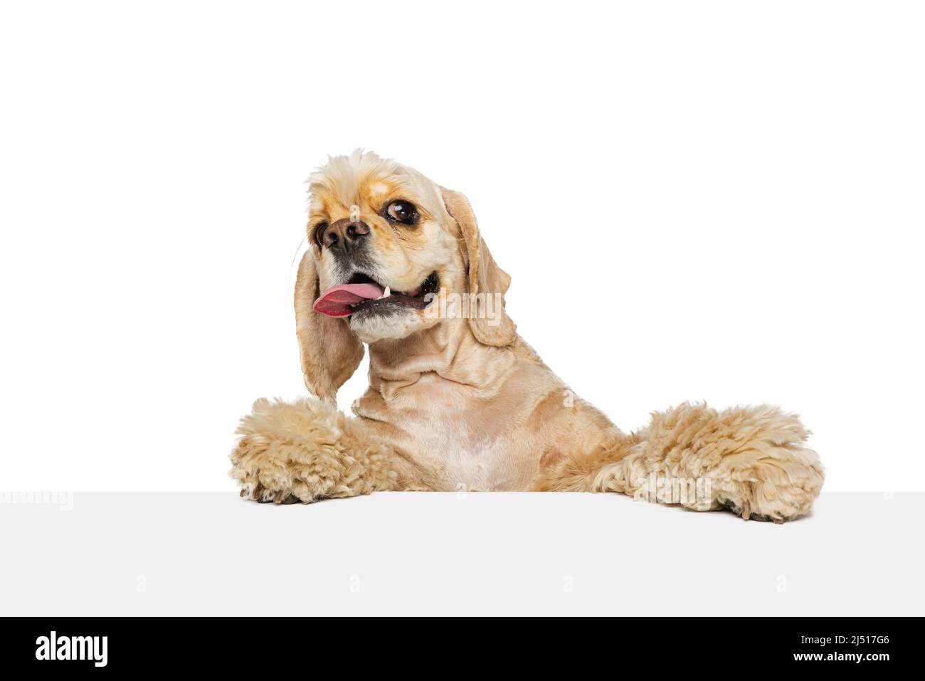 Close-up face of beautiful cute dog, Cocker Spaniel posing isolated on ...