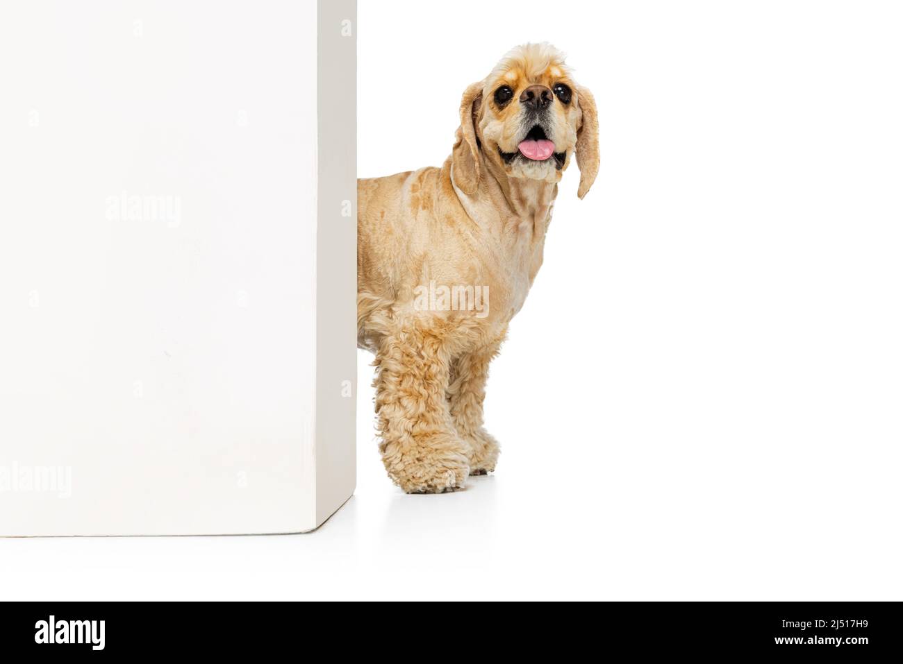 Funny Cocker Spaniel, purebred dog posing isolated on white studio ...