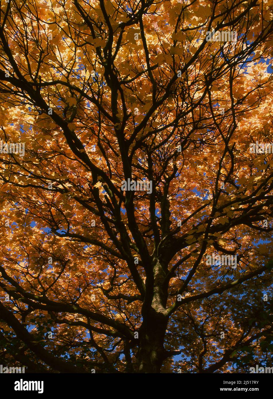 Salmon coloured leaves on a tree in spring. Aesculum Stock Photo - Alamy