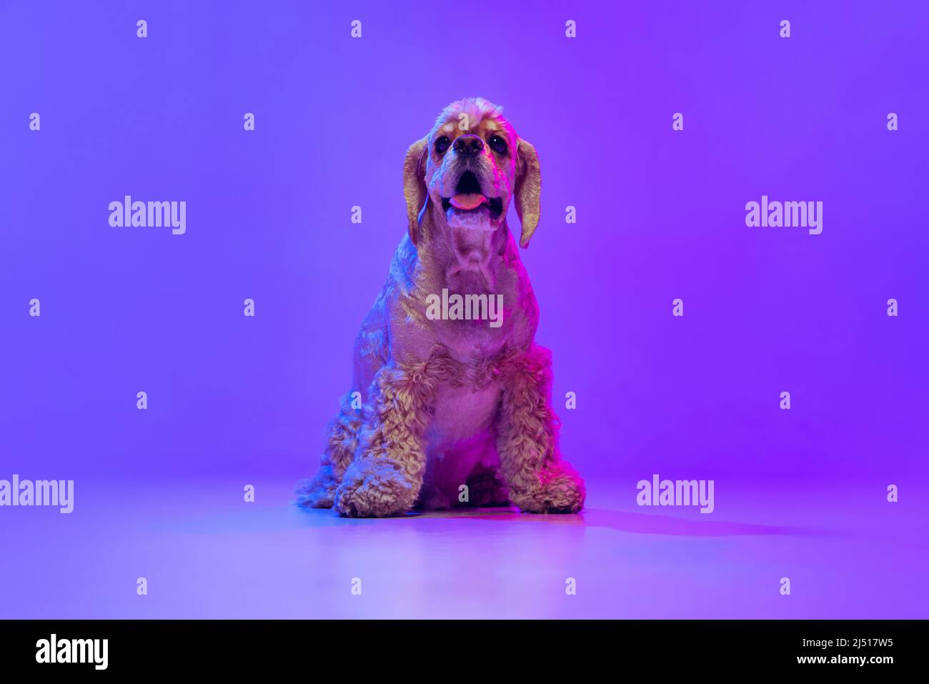 Portrait of golden color purebred dog, Cocker Spaniel posing isolated ...