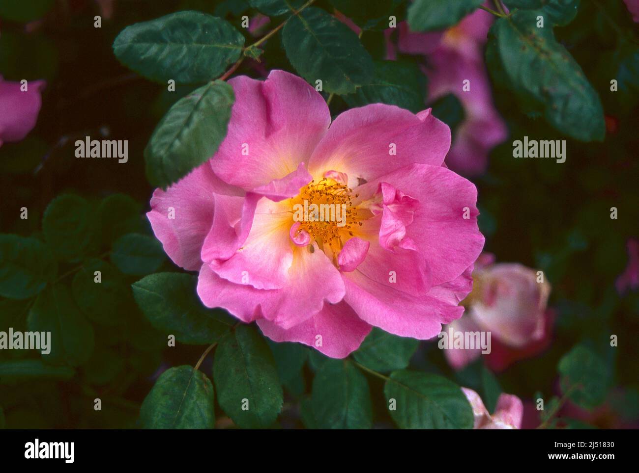 Marguerite hilling rose hi-res stock photography and images - Alamy