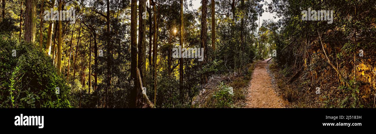 Mountain forest on a steep slope hi-res stock photography and images ...