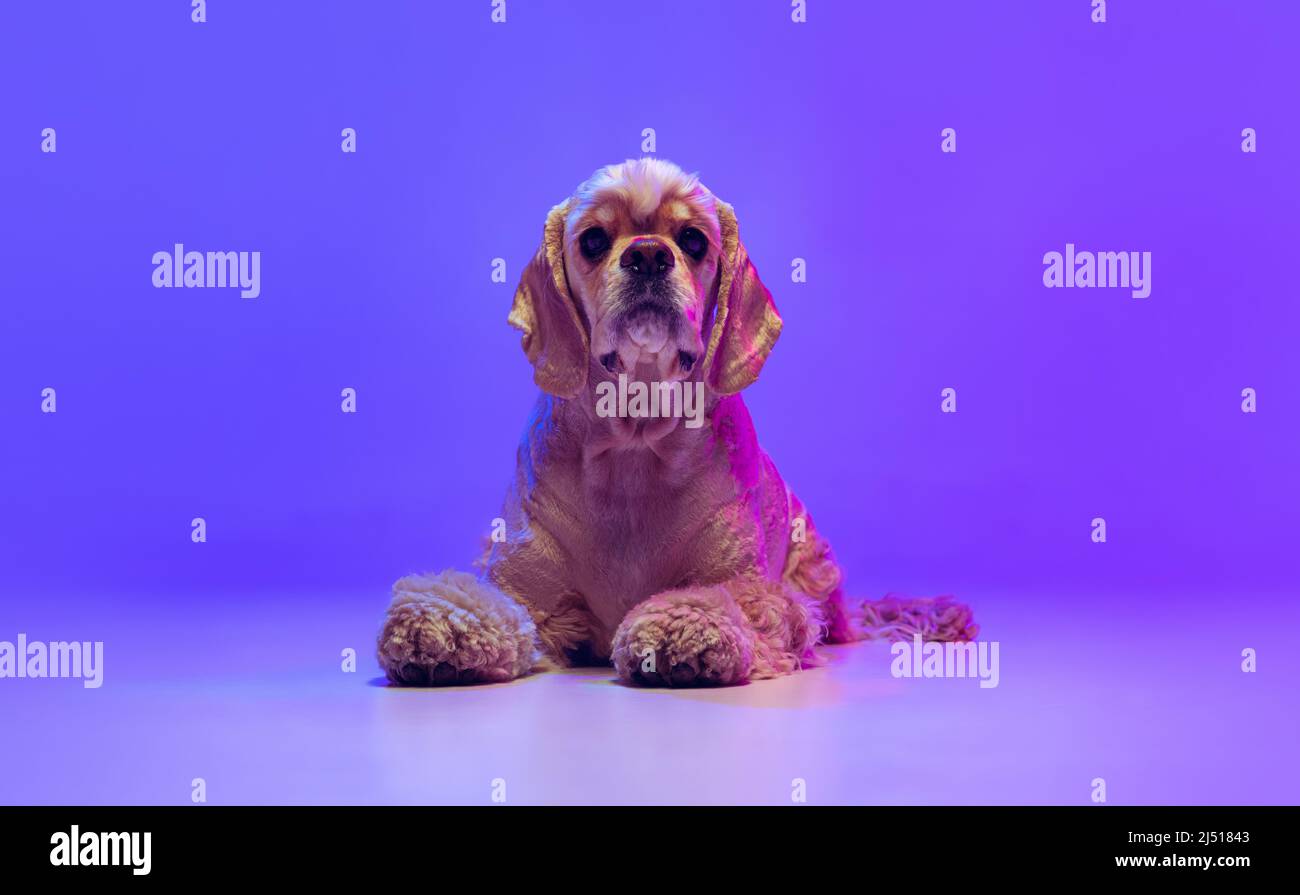 Portrait of golden color purebred dog, Cocker Spaniel posing isolated ...