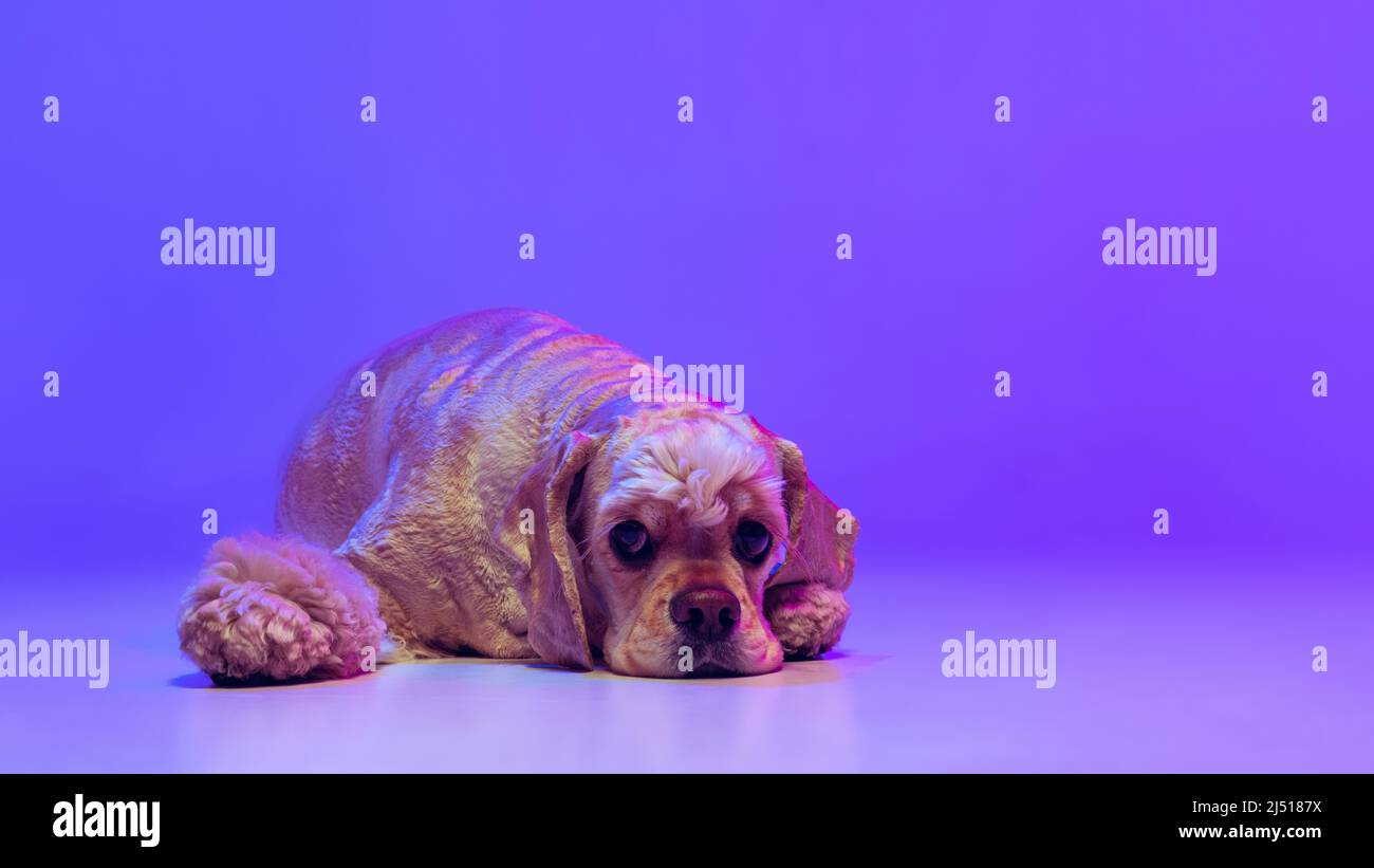Portrait of golden color purebred dog, Cocker Spaniel posing isolated ...
