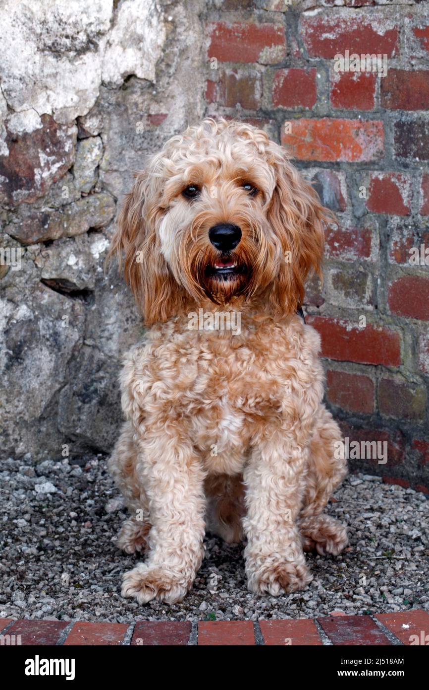 Tan Cockapoo Puppies