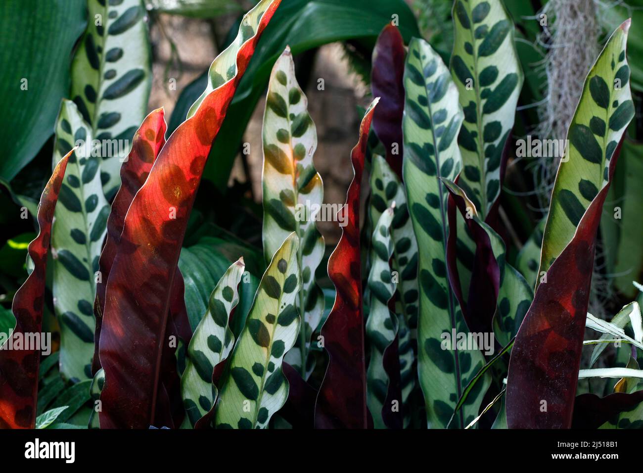 Goeppertia Lancifolia, Rattlesnake plant, ( syn. Calathea insignis ...
