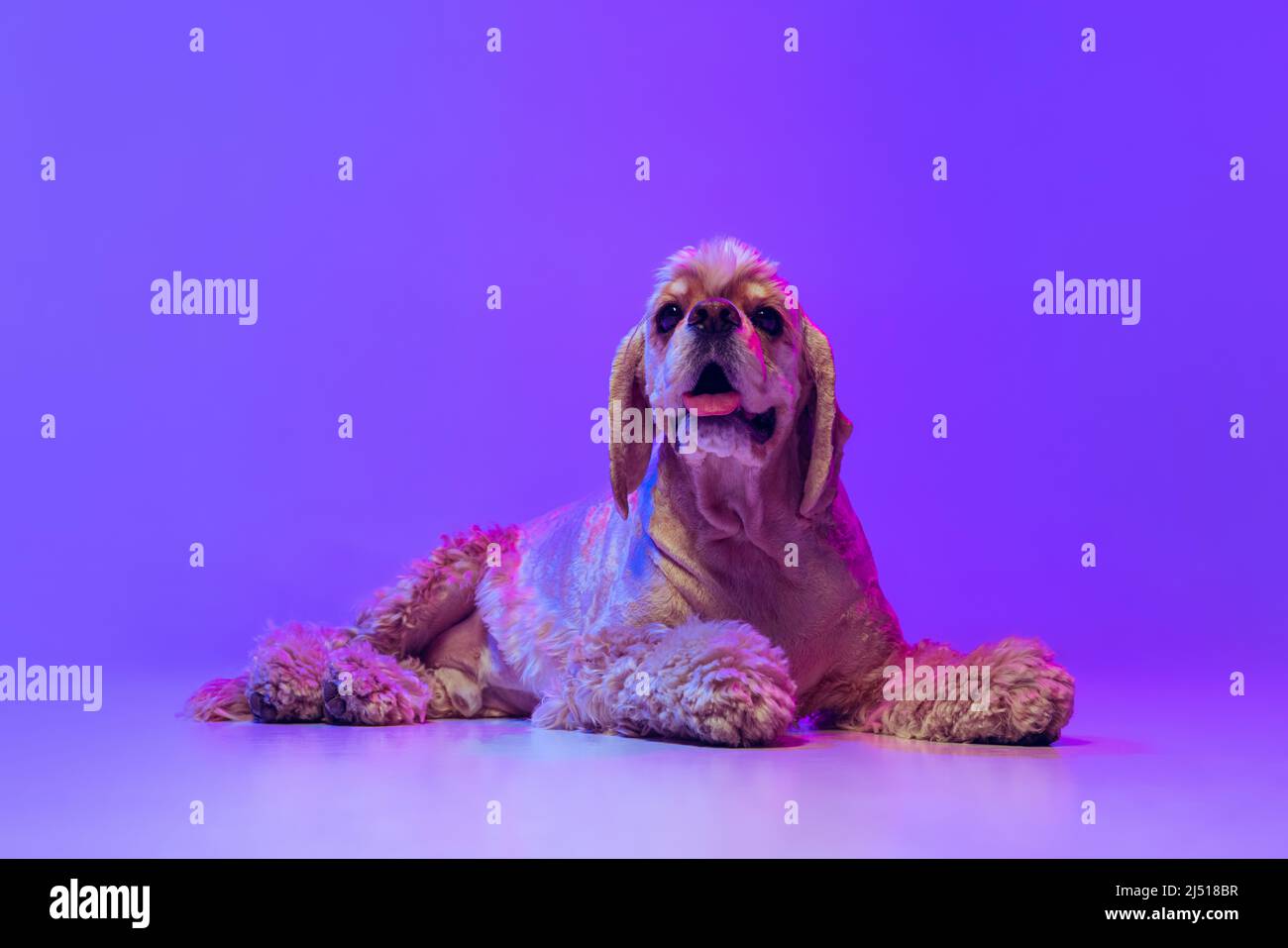Portrait of golden color purebred dog, Cocker Spaniel posing isolated ...