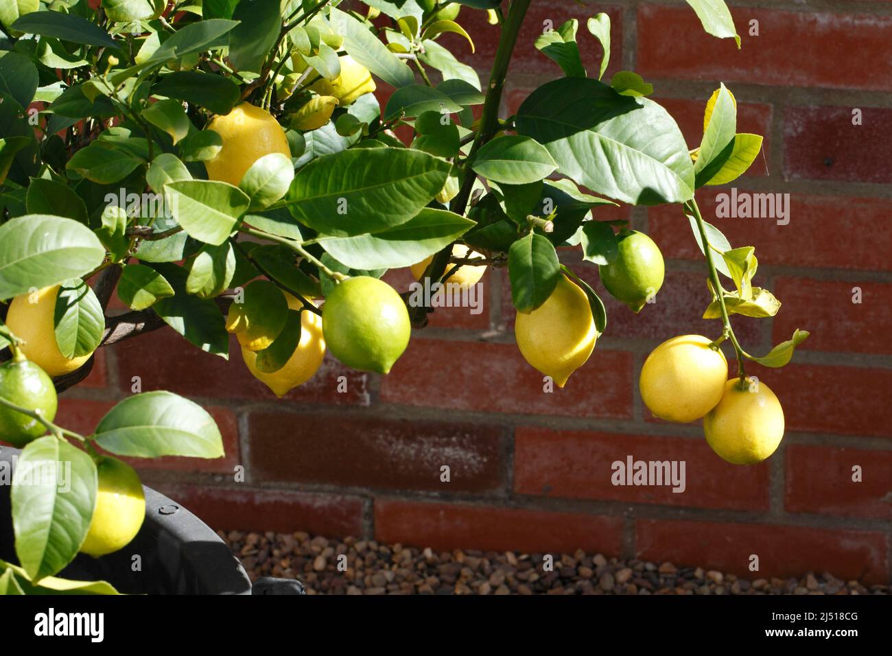 Meyen hi-res stock photography and images - Alamy