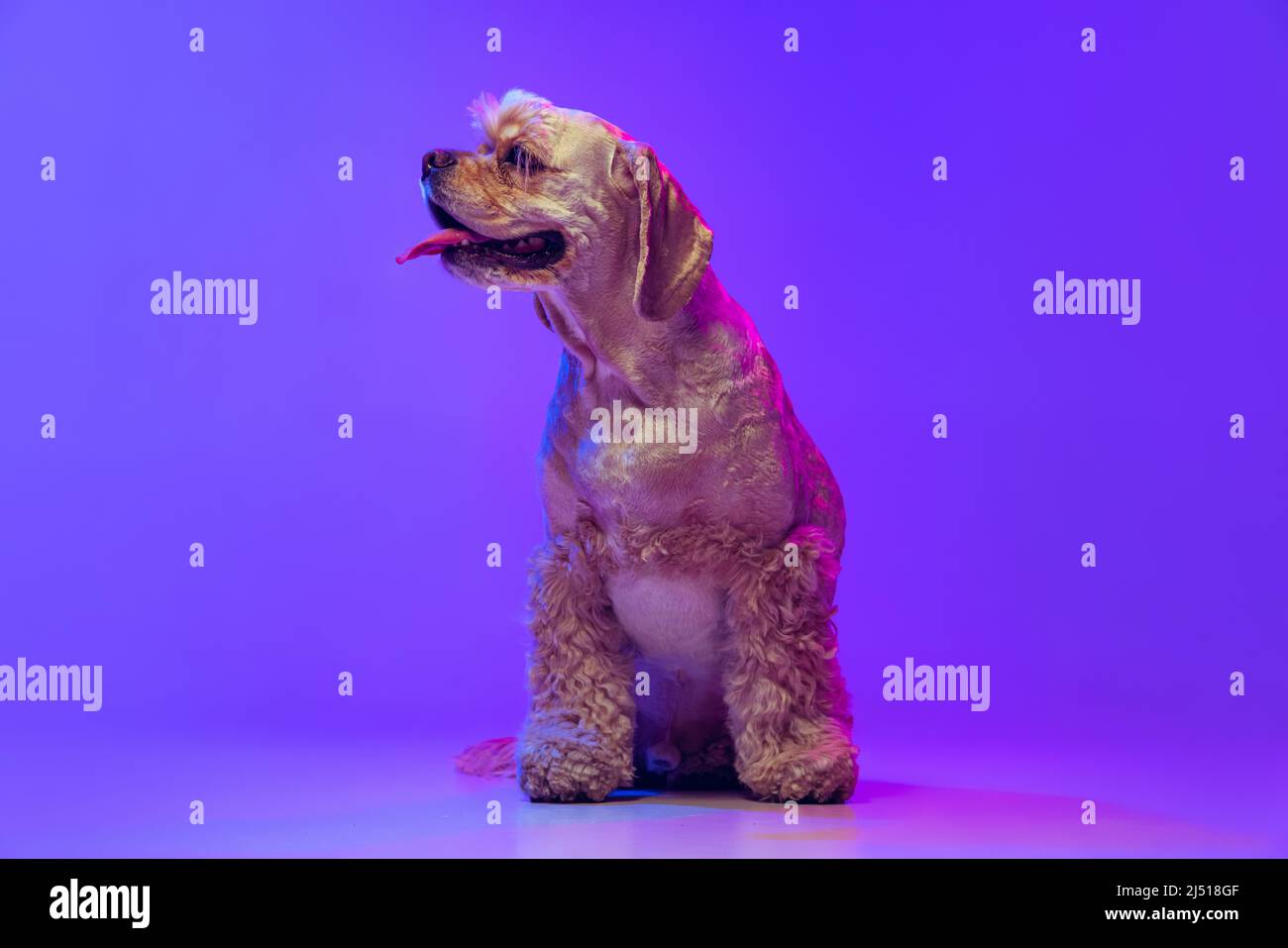 Portrait of golden color purebred dog, Cocker Spaniel posing isolated ...