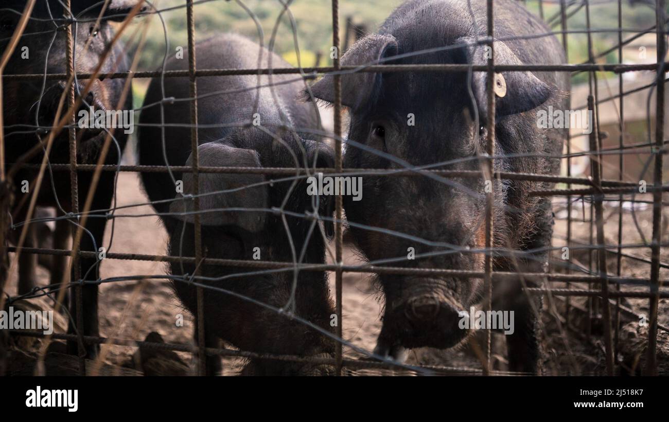 Black iberian pork on farm looking through metal fence with dirty nose ...