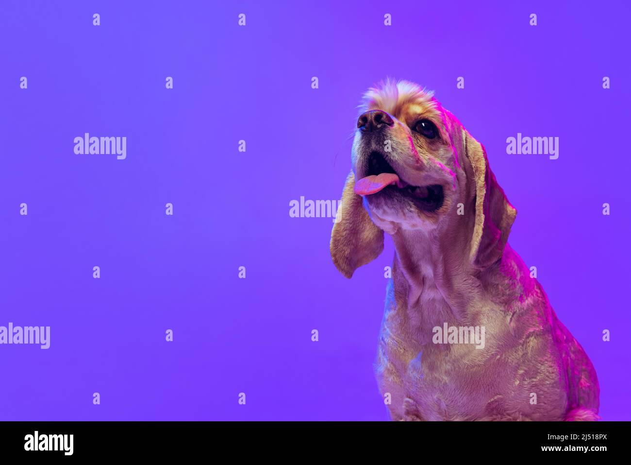 Closeup. Portrait of golden color purebred dog, Cocker Spaniel posing ...
