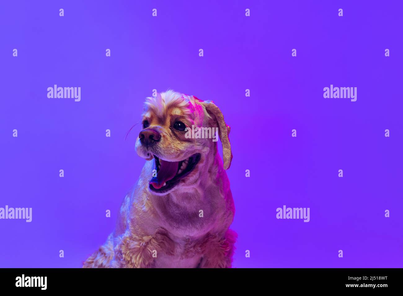 Closeup. Portrait of golden color purebred dog, Cocker Spaniel posing ...
