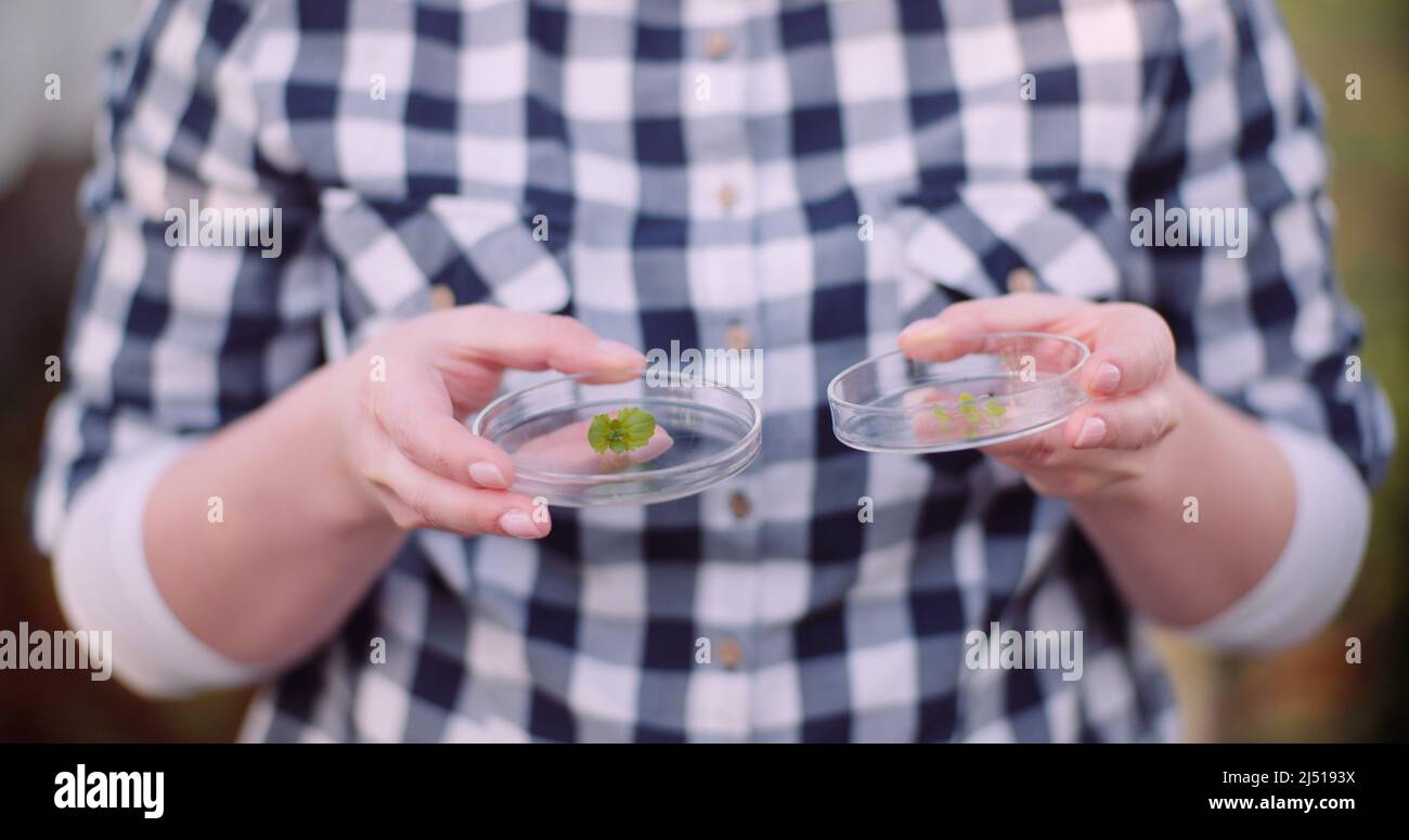 Plant samples hi-res stock photography and images - Alamy