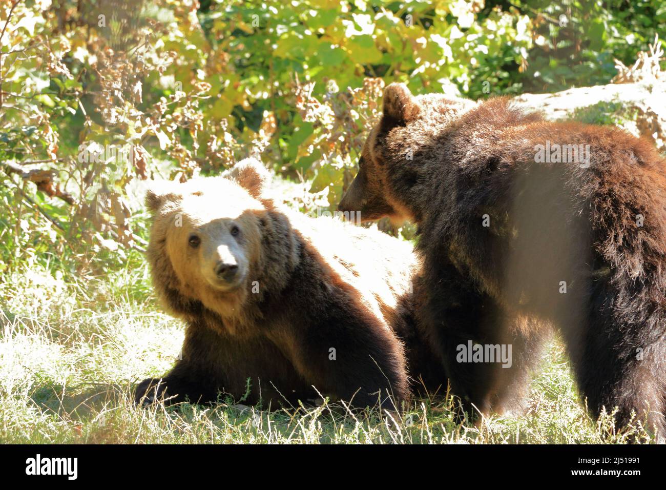Two brown bear cubs are playing fighting Stock Photo - Alamy