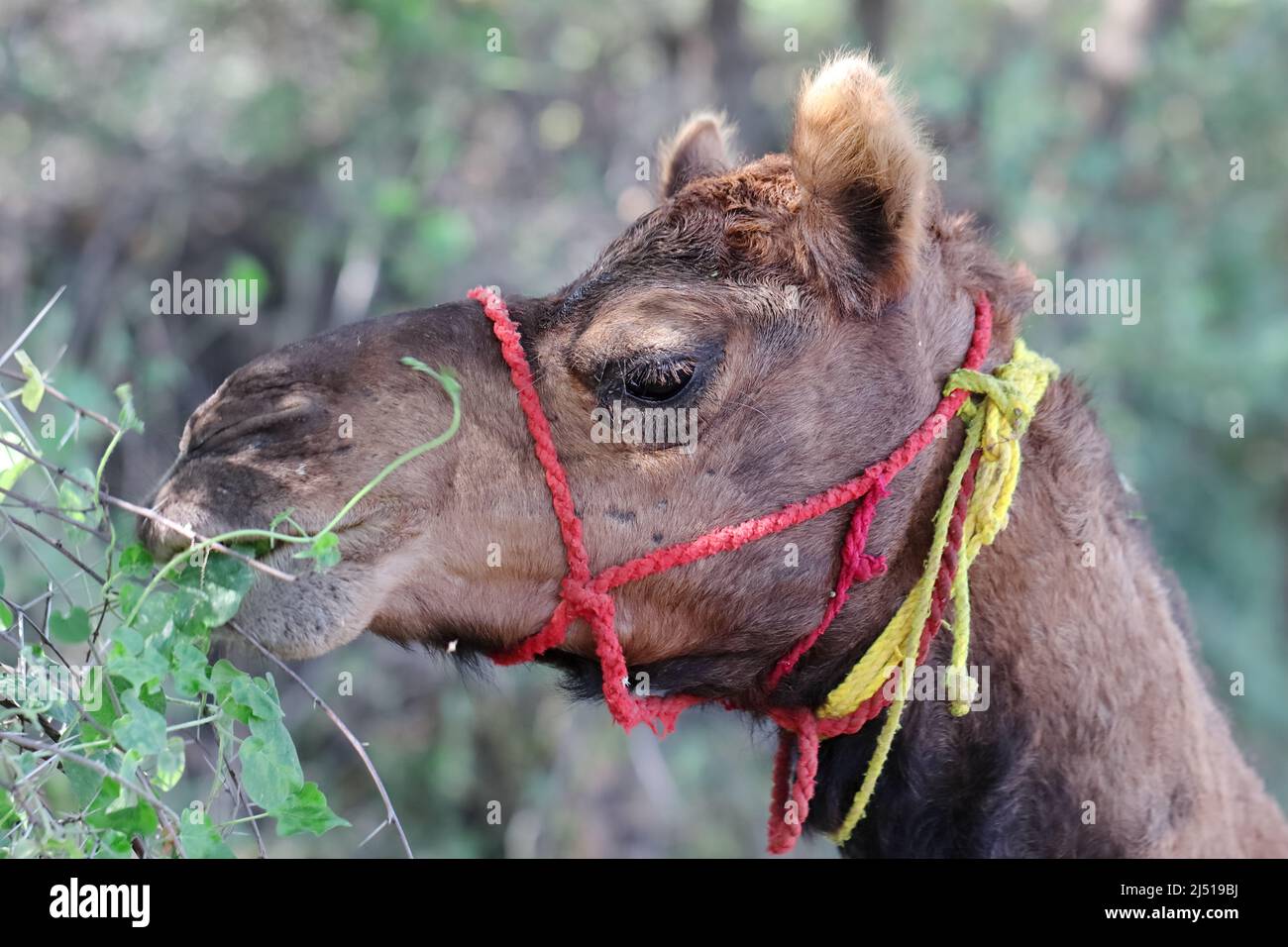 Close-up photo of camel eating green leaves in the field, India Stock ...