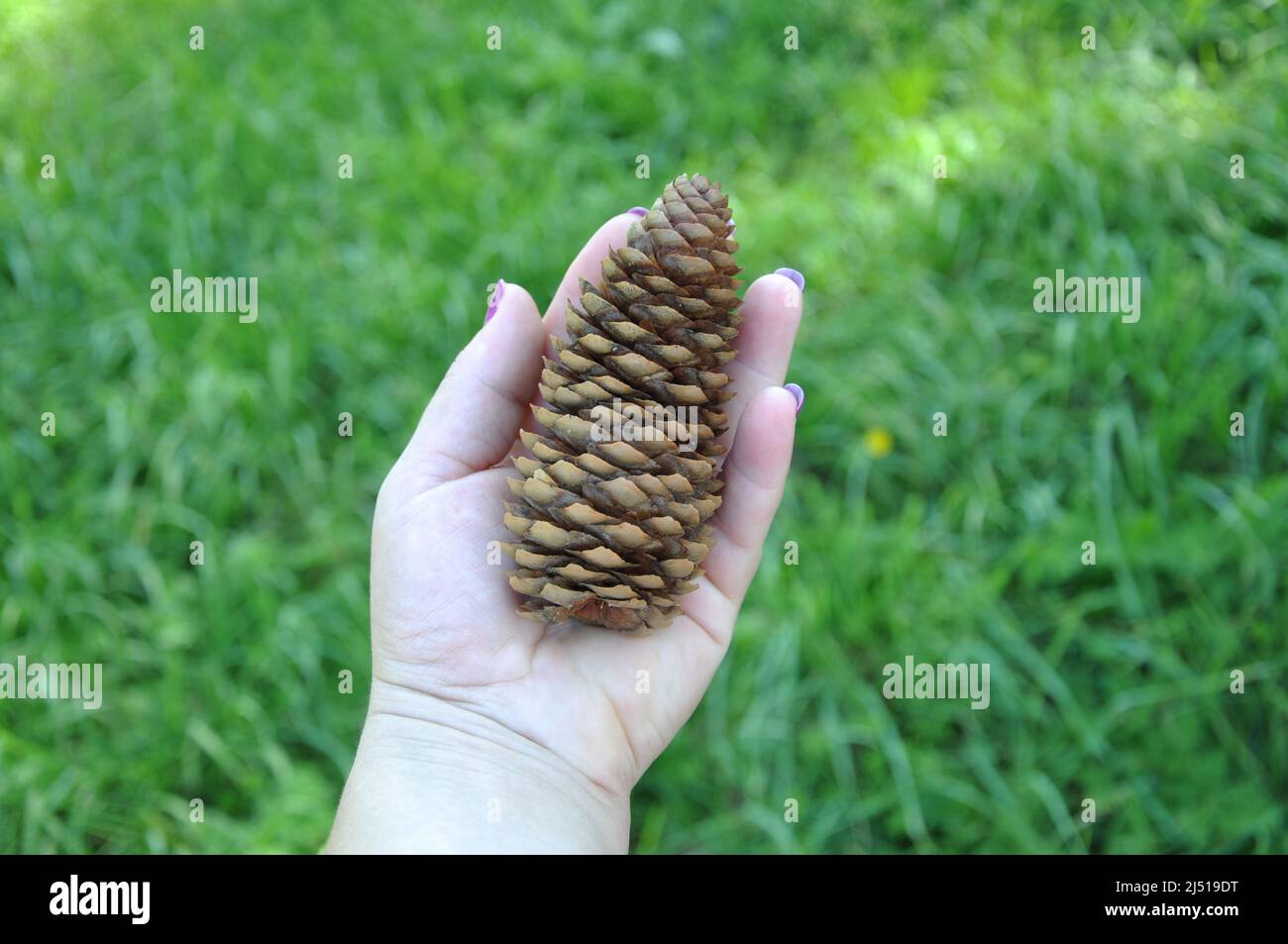 Female hands holding pine cones in a forest glade.On The Palm Of Your ...