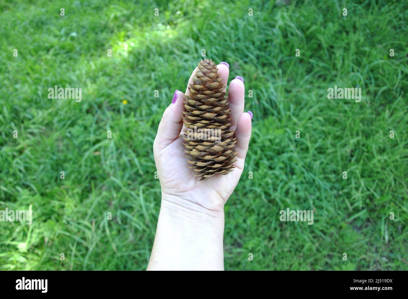 Female hands holding pine cones in a forest glade.On The Palm Of Your ...