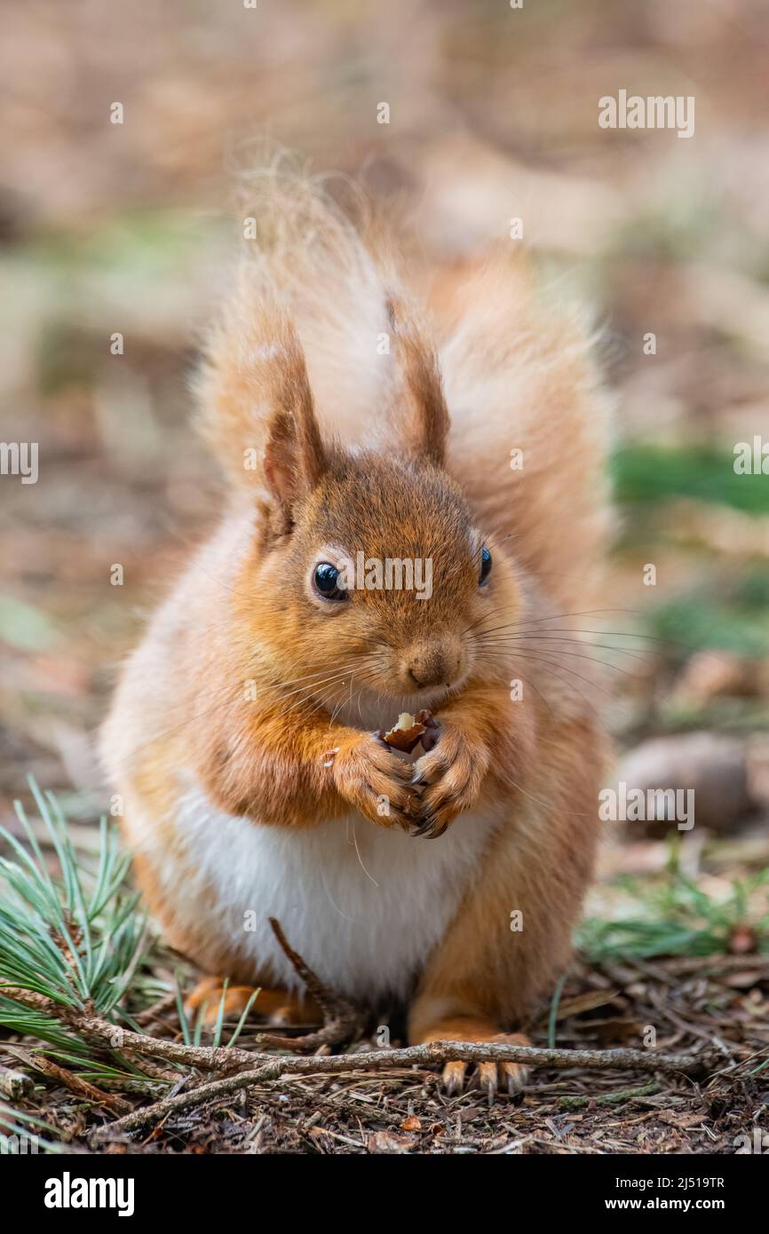 Red Squirrel (Sciurus vulgaris), Westhill, Aberdeenshire, Scotland ...