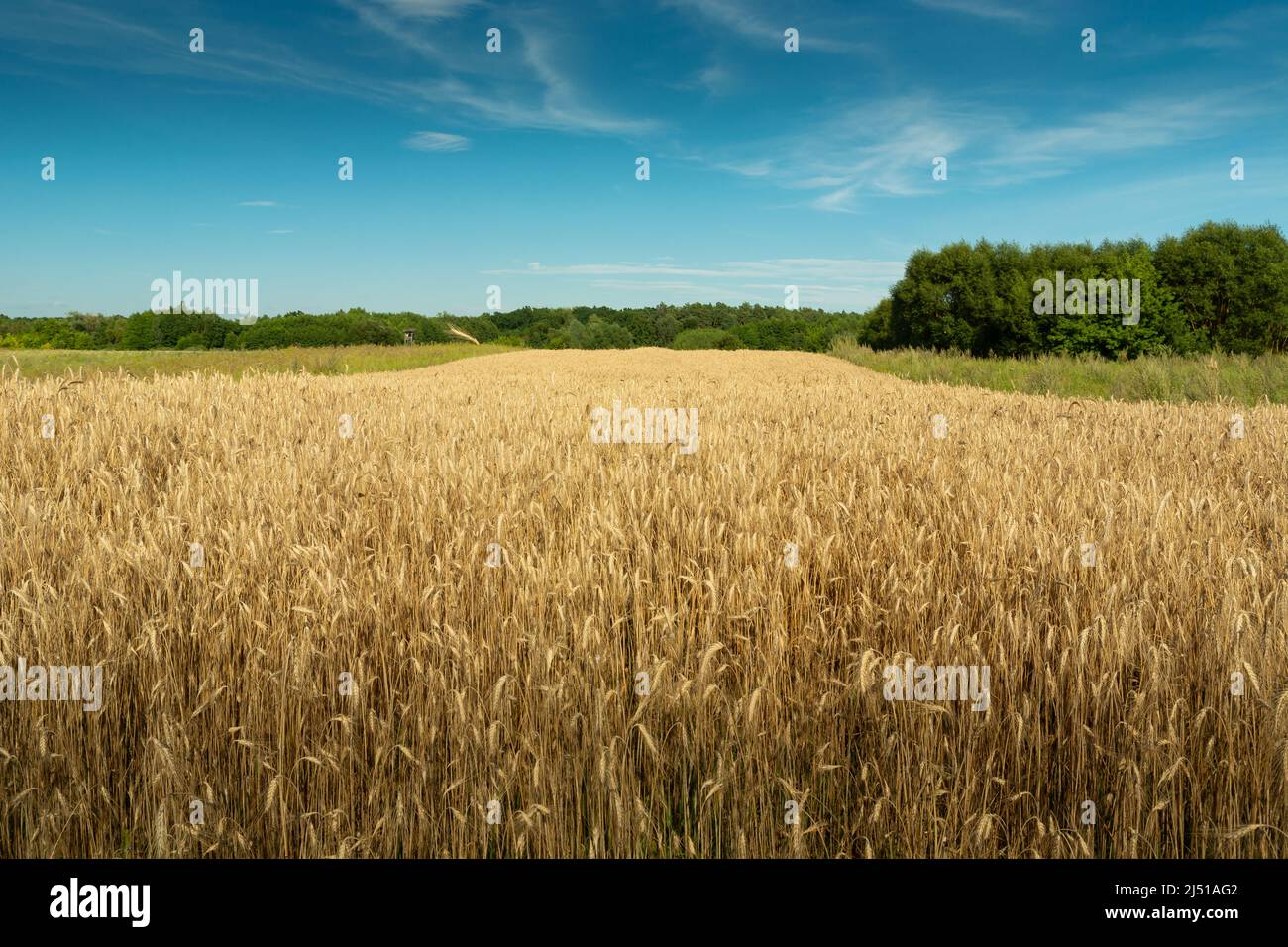 Triticale wheat hi-res stock photography and images - Alamy