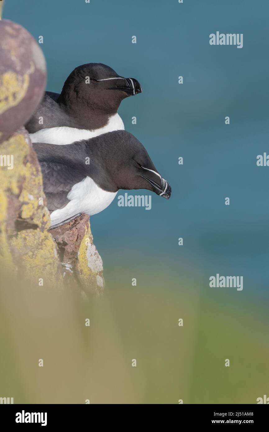 Razorbill, (Alca torda), Fowlsheugh, Aberdeenshire, Scotland, UK Stock ...