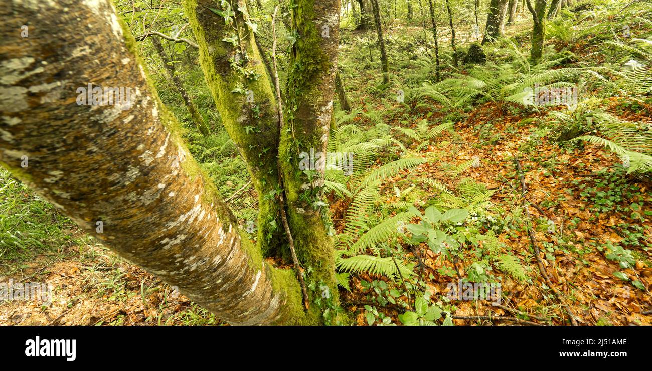 Coastal Beech Forest of Caviedes, Corona Mountain, Oyambre Natural Park ...