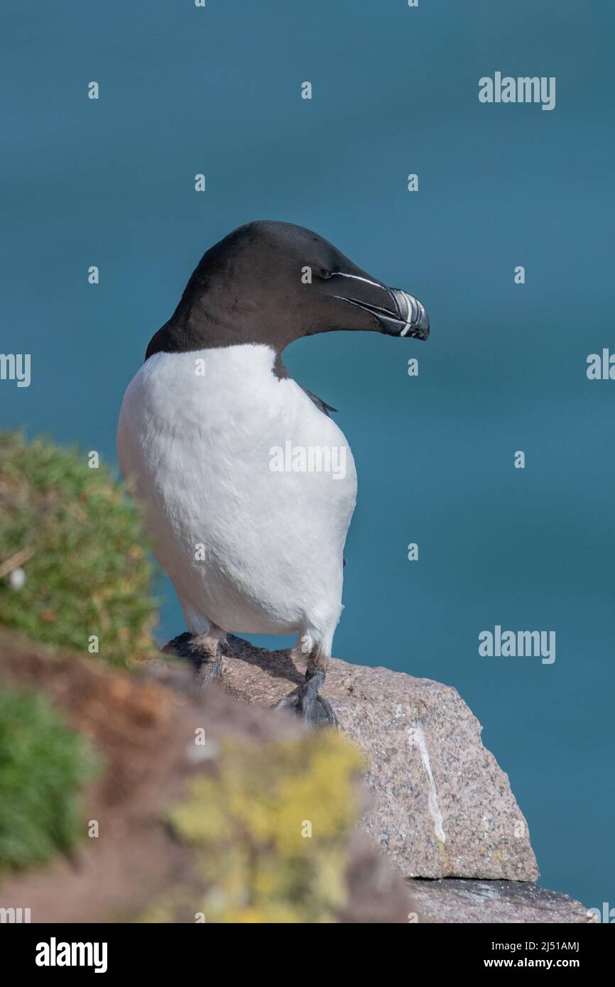 Razorbill, (Alca torda), Fowlsheugh, Aberdeenshire, Scotland, UK Stock ...