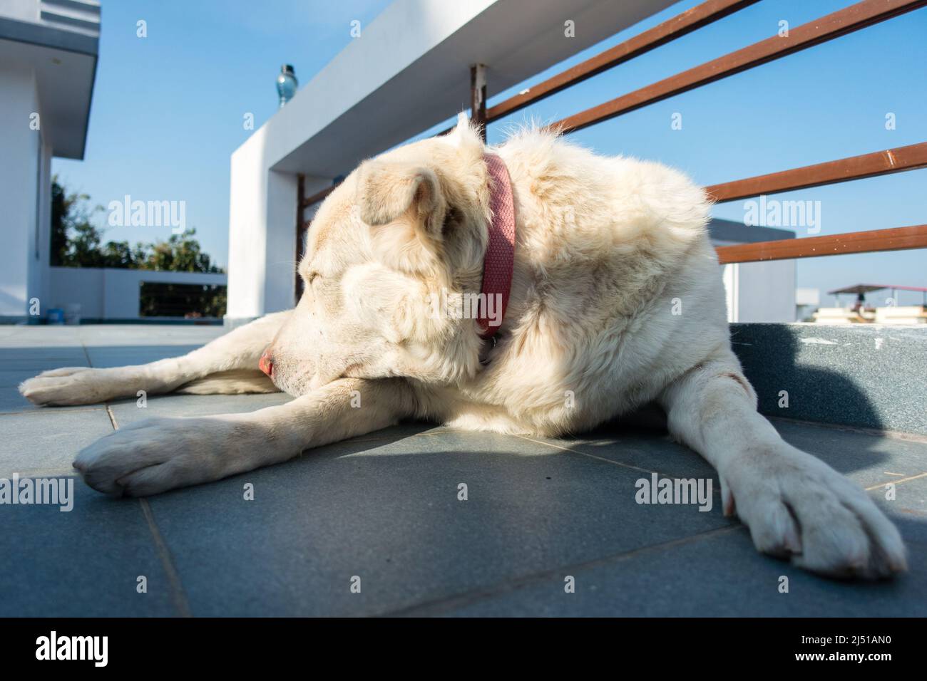 A close up shot of white himalayan shepherd sleeping dog in an Indian ...