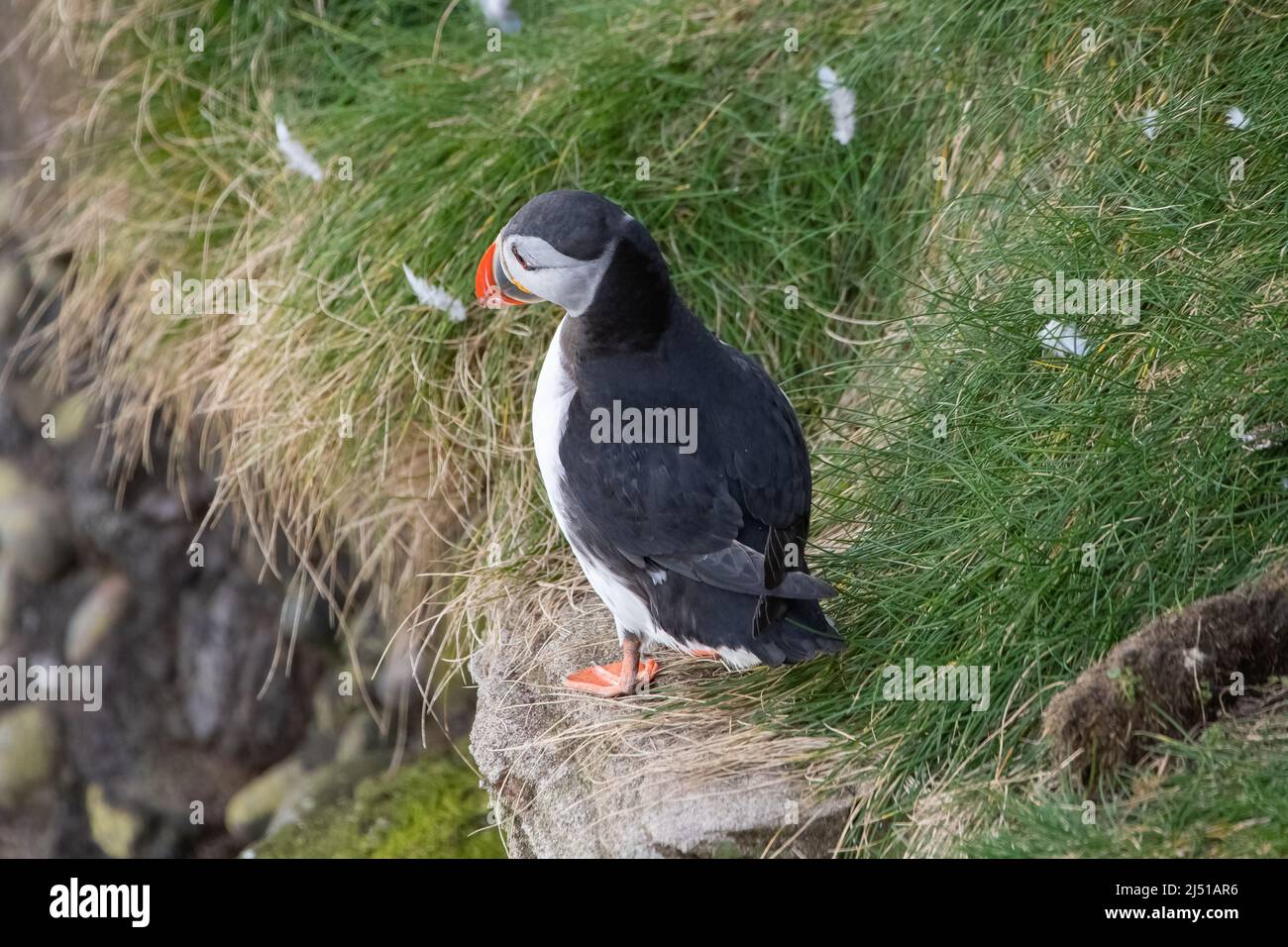 Puffin fowlsheugh hi-res stock photography and images - Alamy