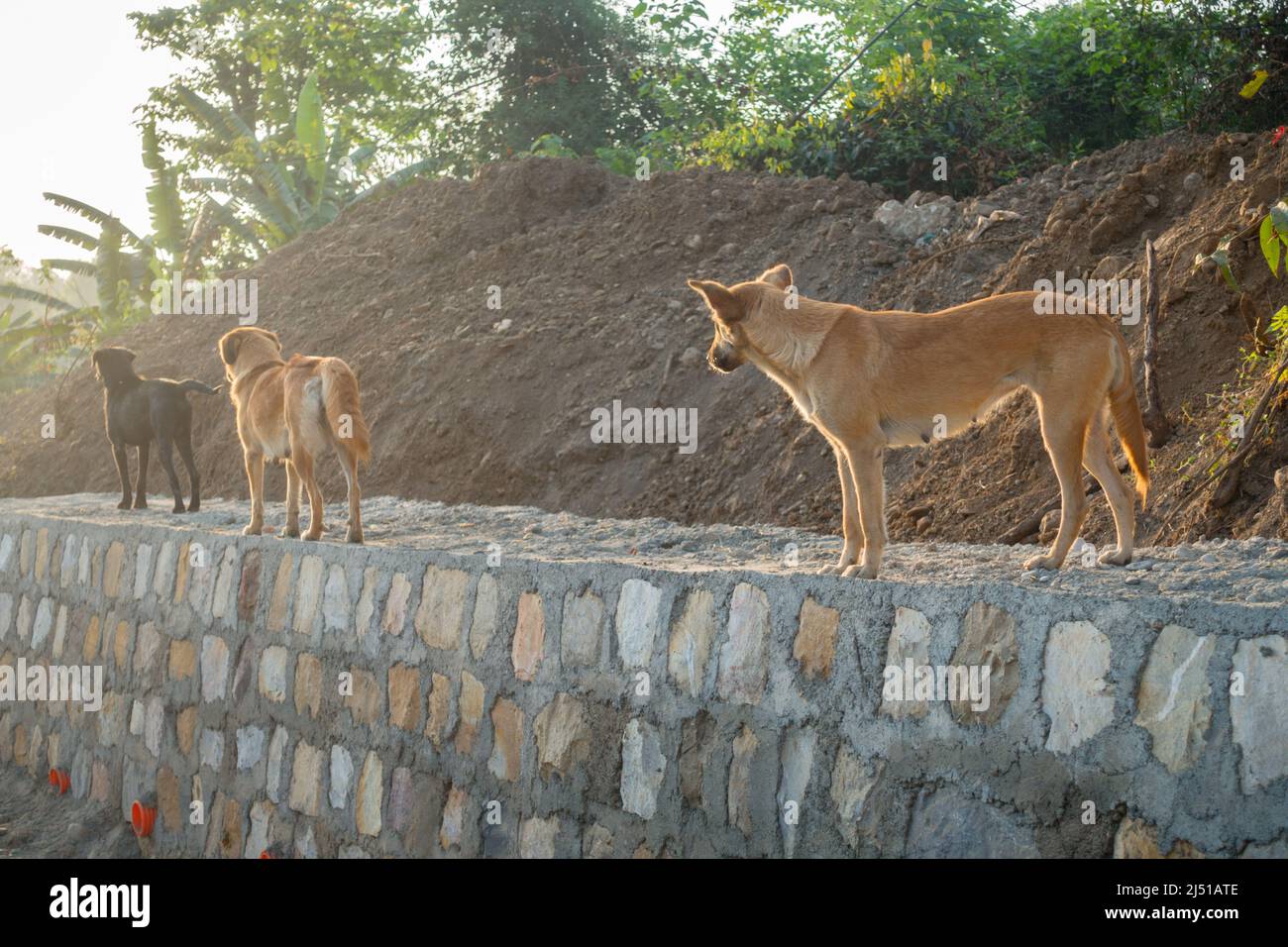 Group stray dogs hi-res stock photography and images - Alamy