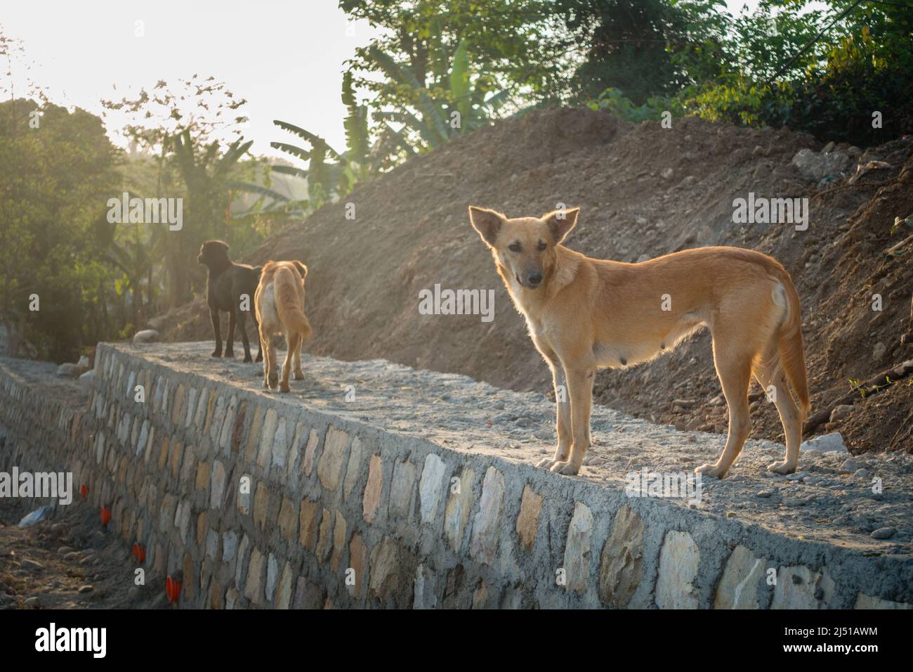 Group stray dogs hi-res stock photography and images - Alamy