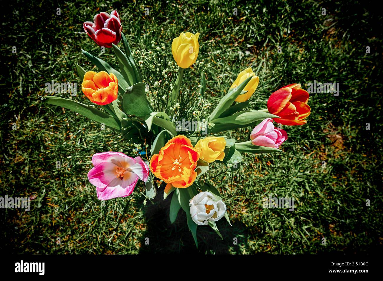 Tulip garden scene hi-res stock photography and images - Alamy