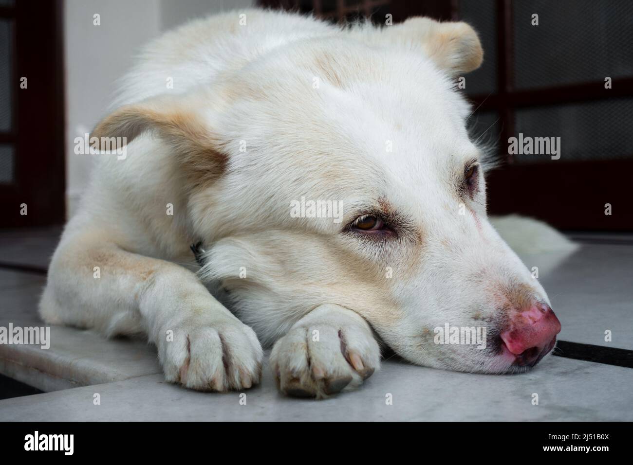 Sad sheepdog hi-res stock photography and images - Alamy
