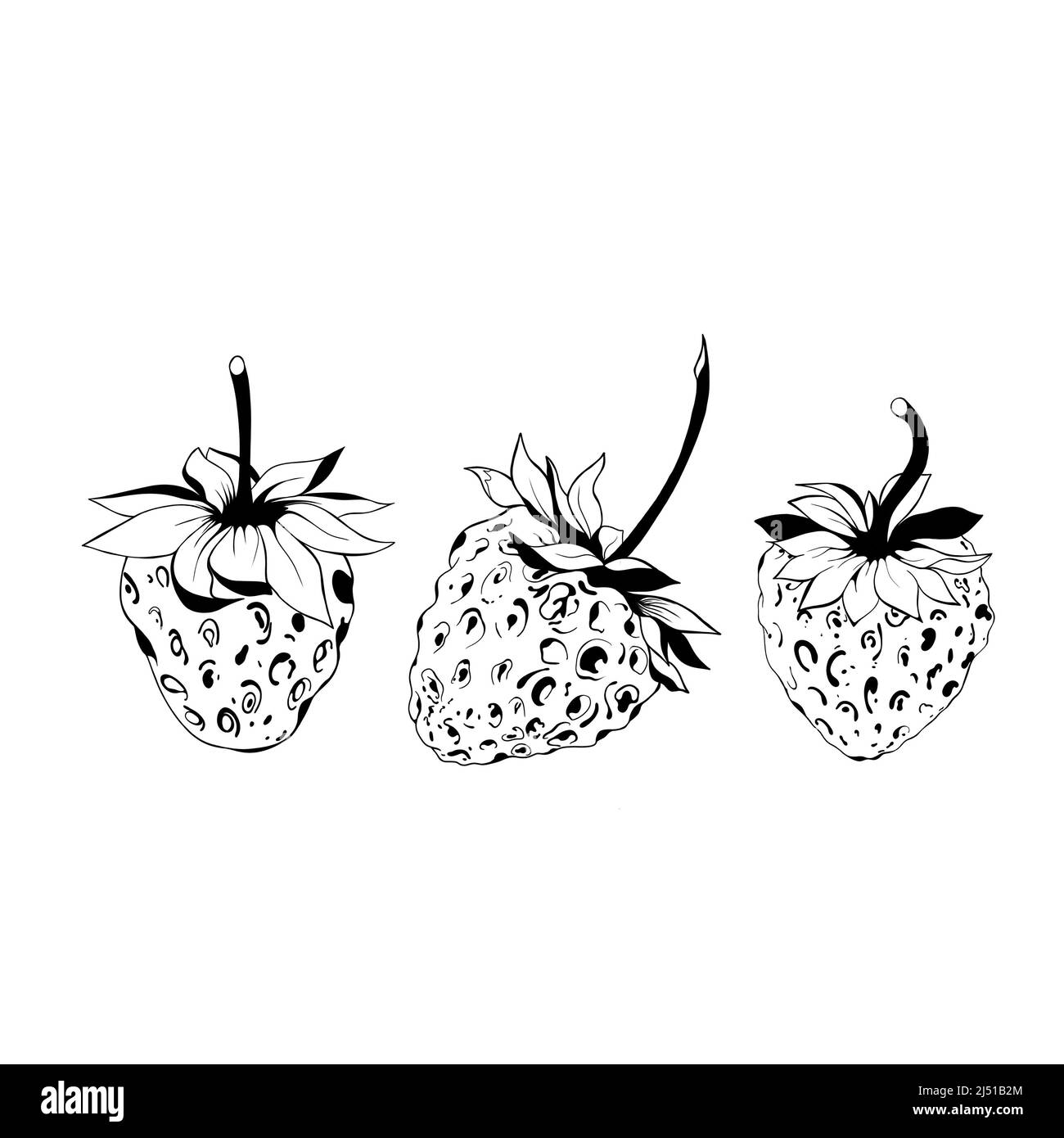 set of three strawberries detailed realistic freehand sketch. delicious ...